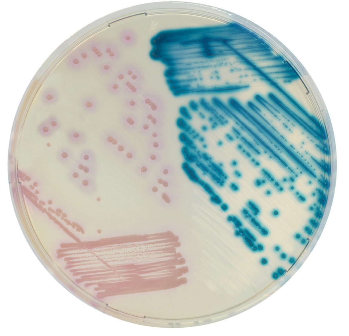 CHROMagar™ LIN-R - Chromagar