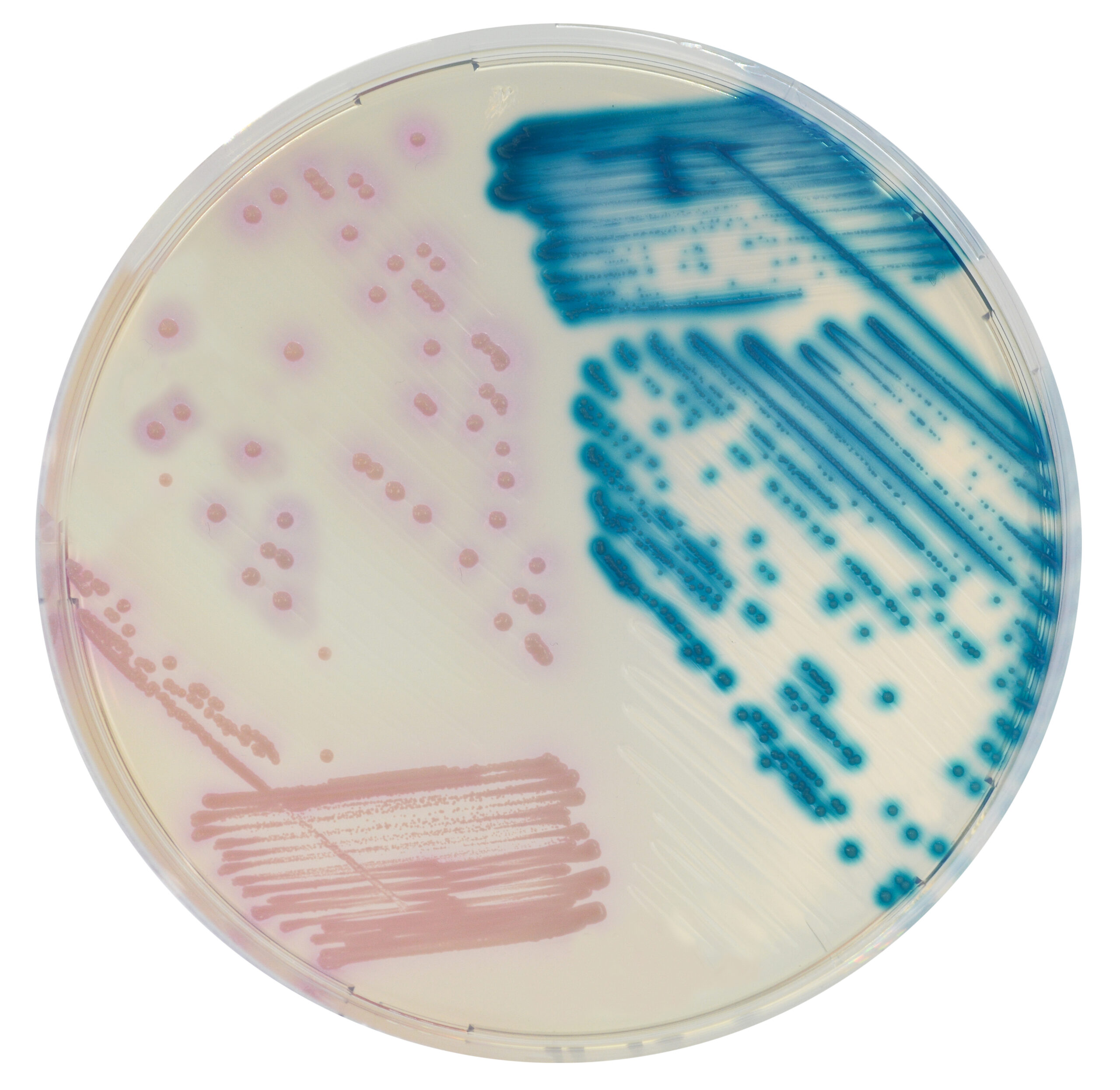 CHROMagar™ LIN-R – Chromagar