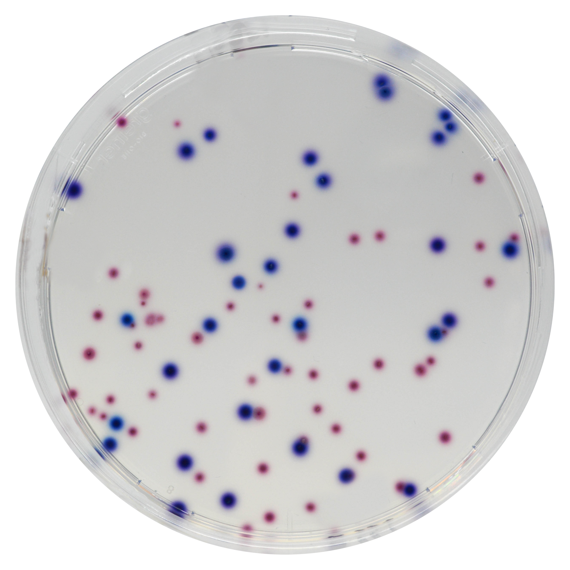 CHROMagar™ CCA – Chromagar