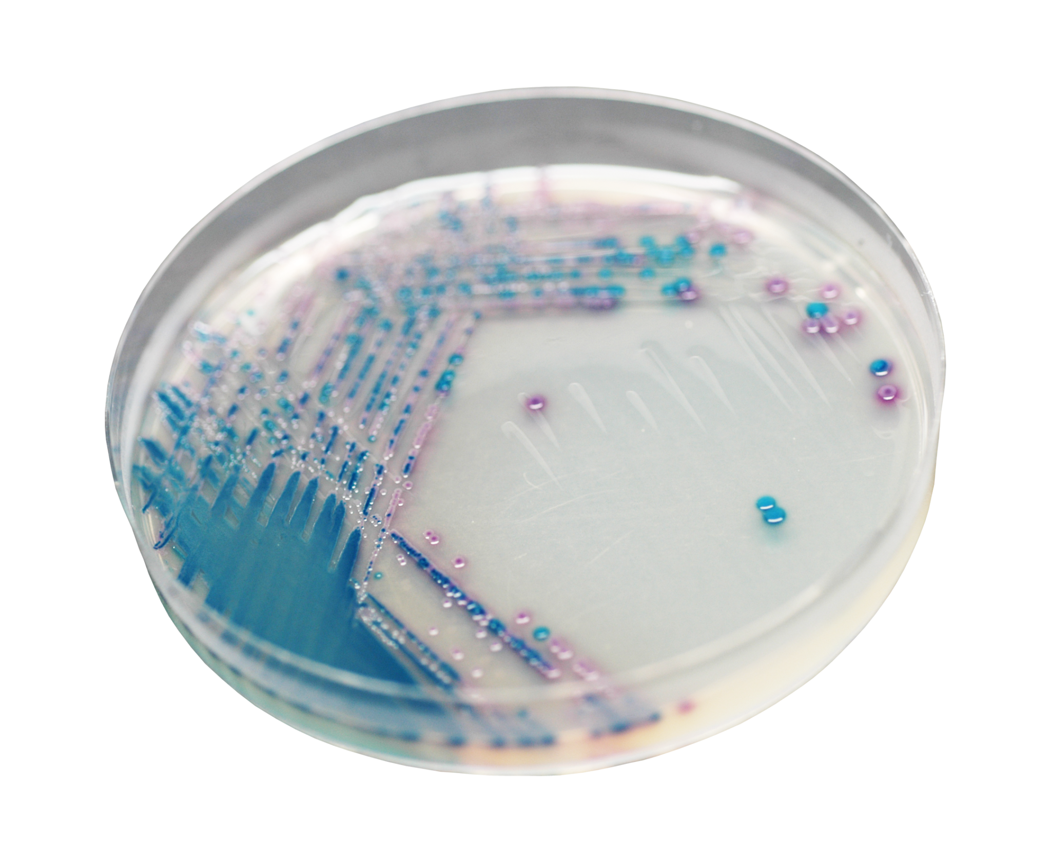 CHROMagar™ C3GR – Chromagar