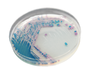 CHROMagar™ C3GR - Chromagar