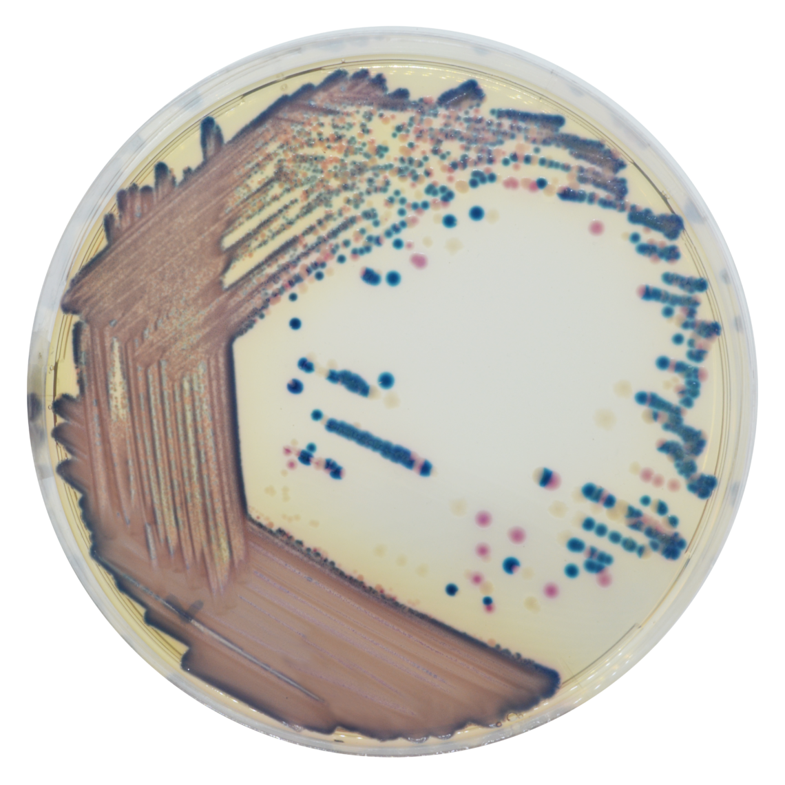 CHROMagar™ COL-APSE - Chromagar