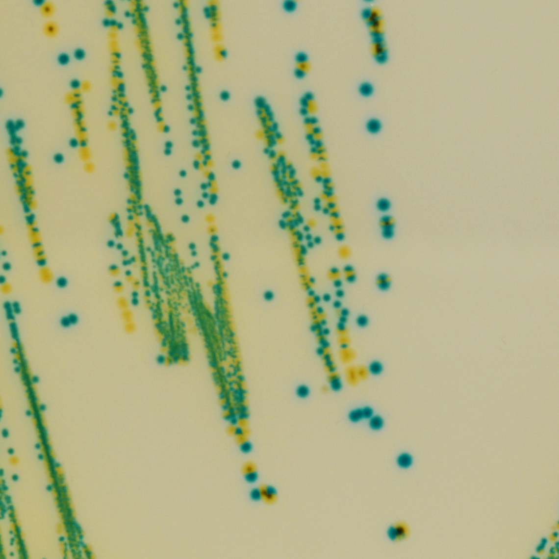 CHROMagar™ Cronobacter - Chromagar