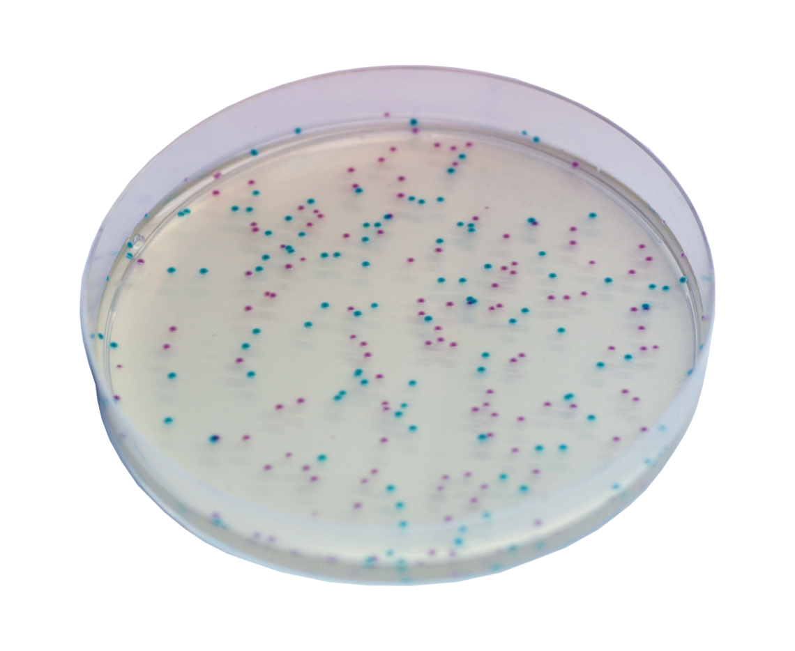 CHROMagar™ ECC - Chromagar