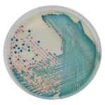 CHROMagar™ KPC - Chromagar