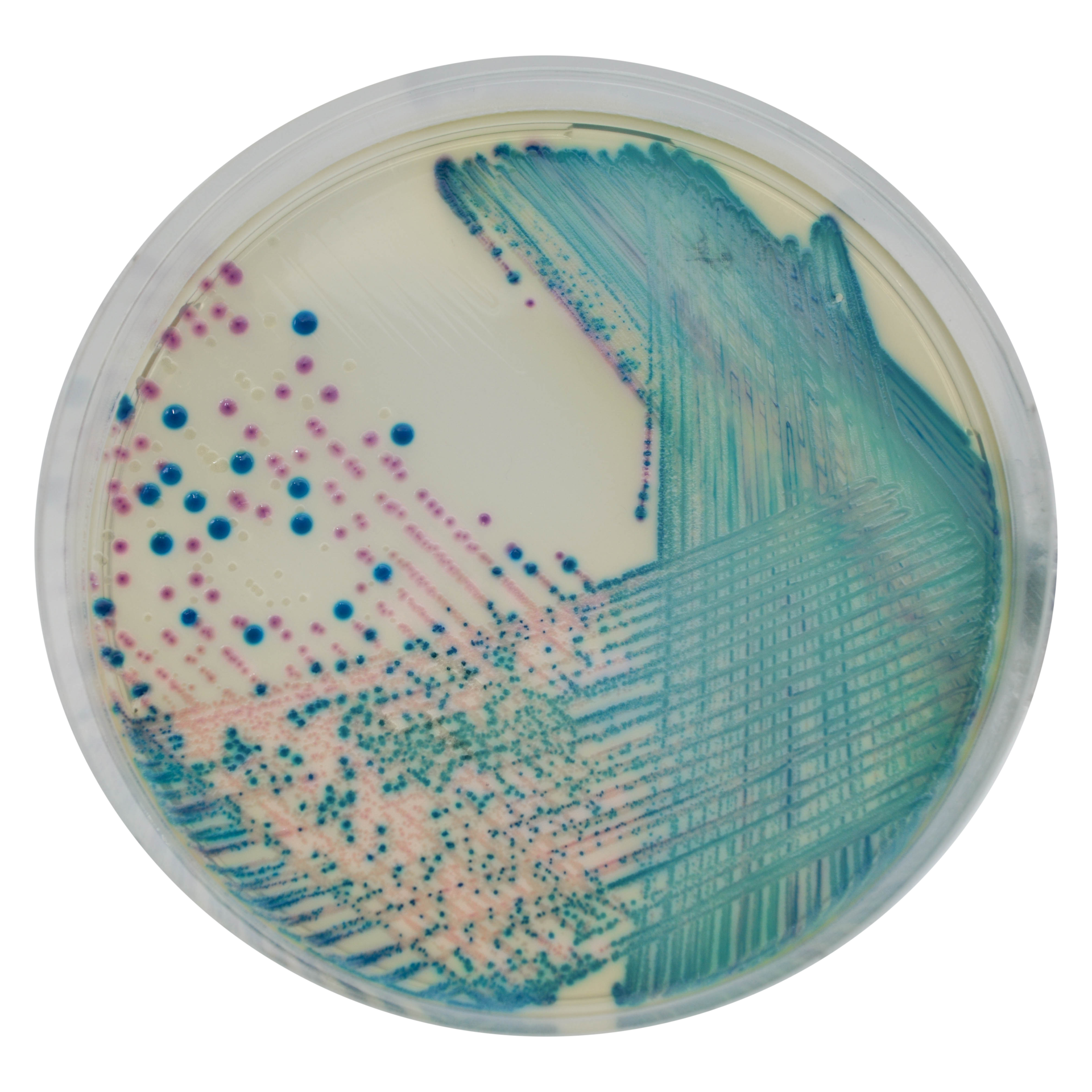 CHROMagar™ KPC – Chromagar