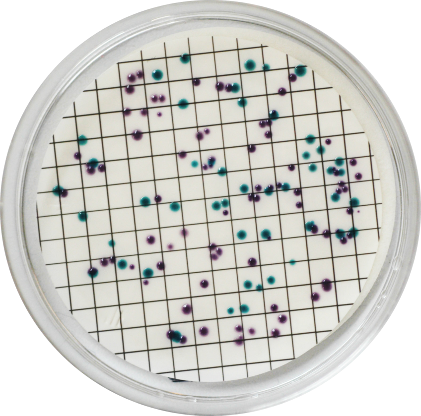 CHROMagar™ Liquid ECC - Chromagar