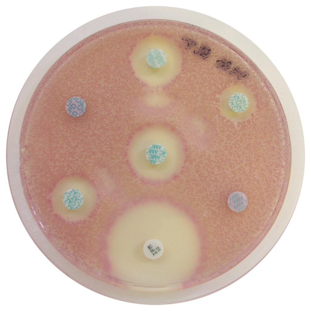 CHROMagar™ MH Orientation - Chromagar