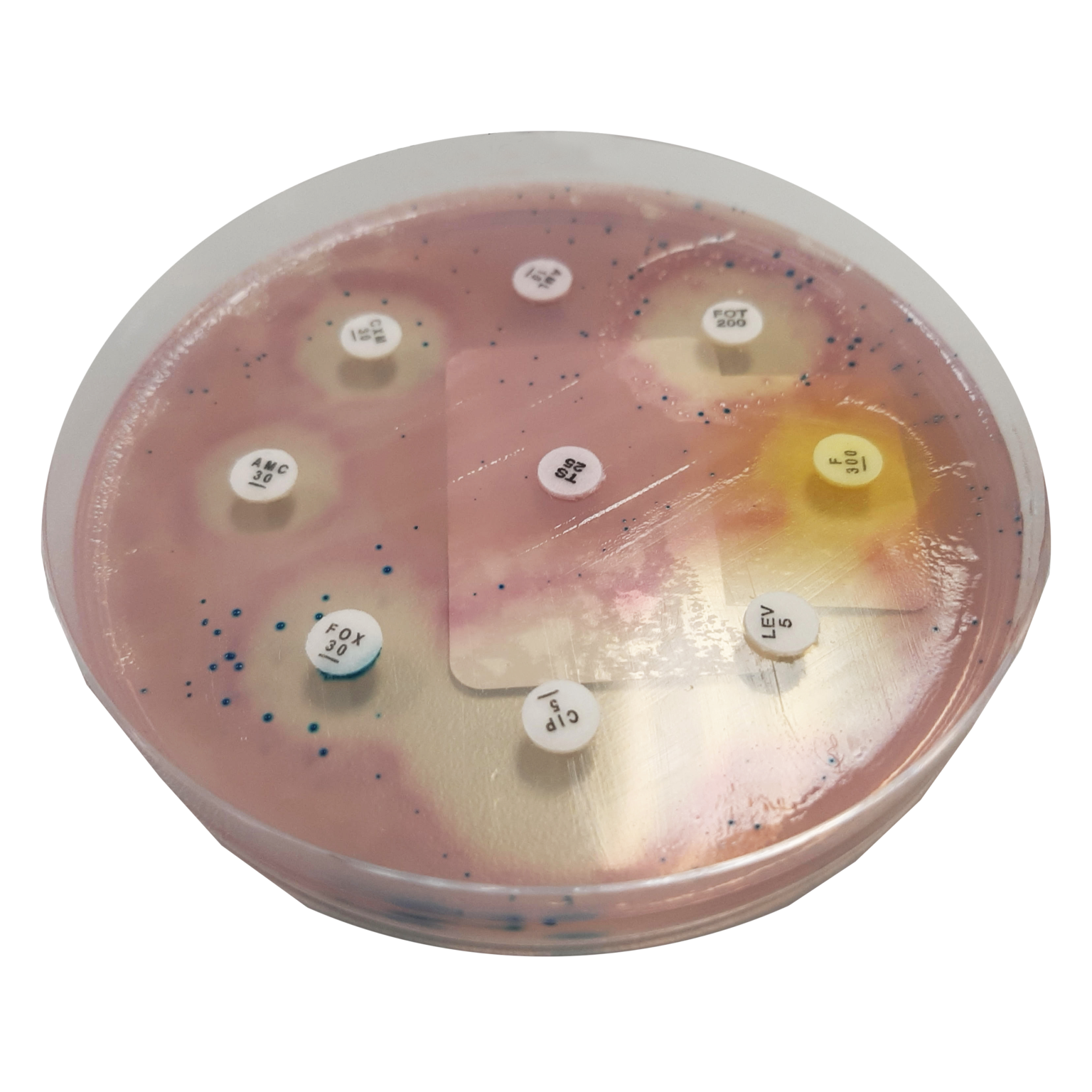 CHROMagar™ MH Orientation - Chromagar
