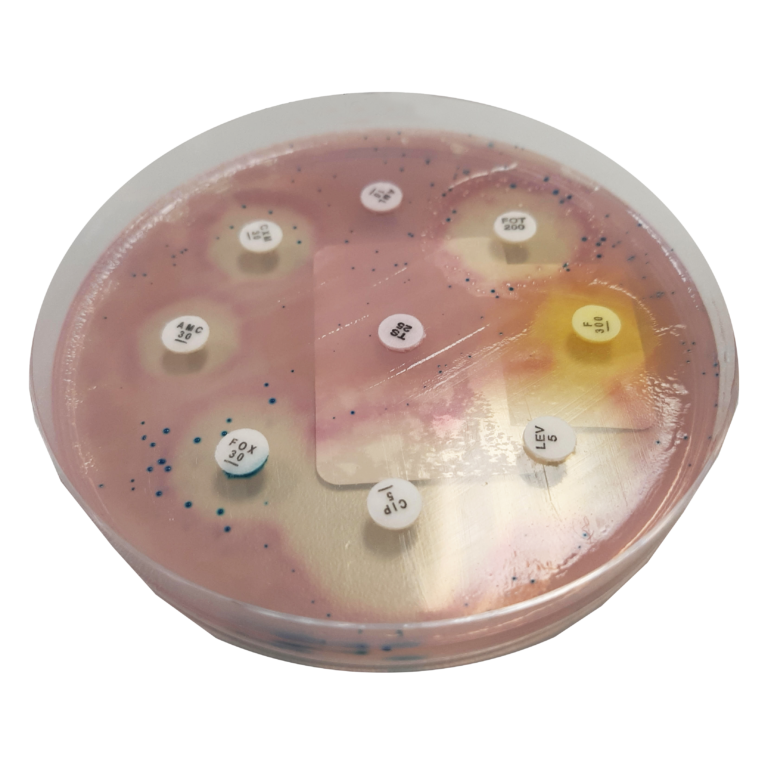 CHROMagar™ MH Orientation - Chromagar