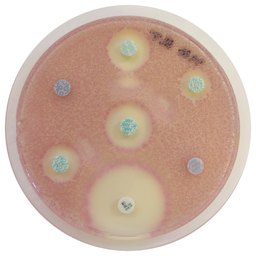 CHROMagar™ MH Orientation - Chromagar