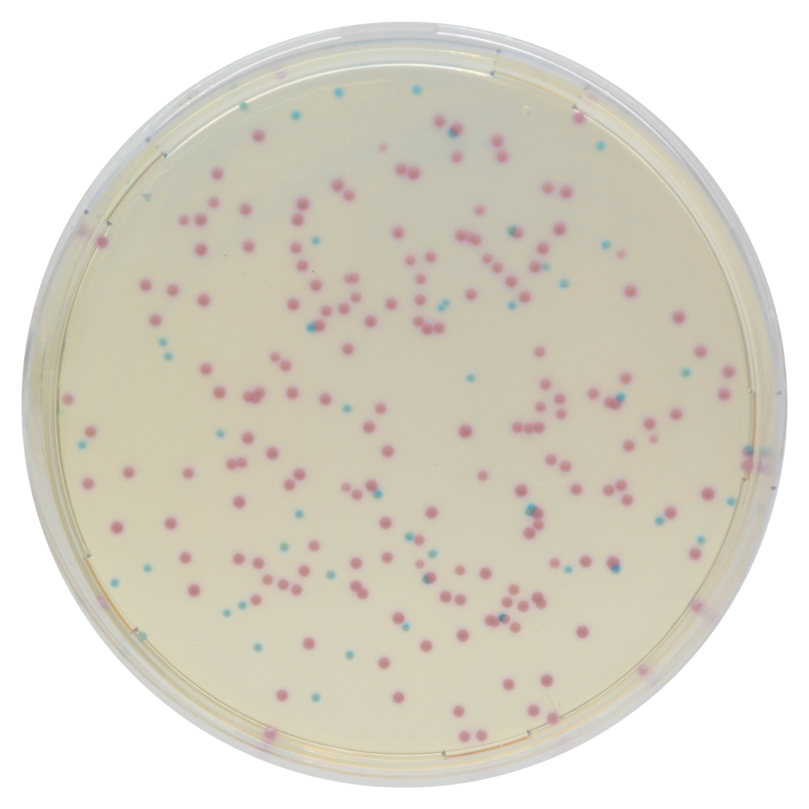 CHROMagar™ MRSA – Chromagar