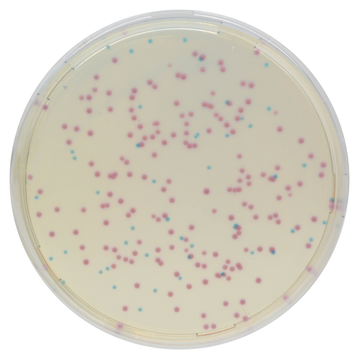 CHROMagar™ MRSA – Chromagar