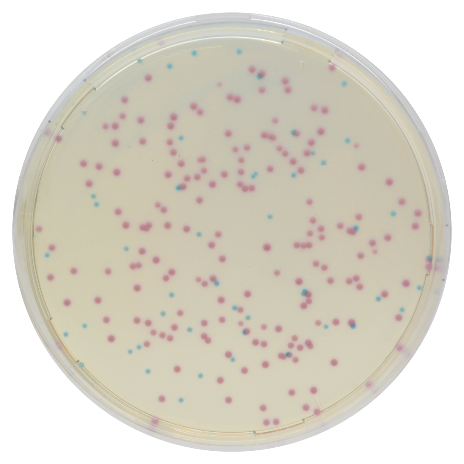 CHROMagar™ MRSA – Chromagar