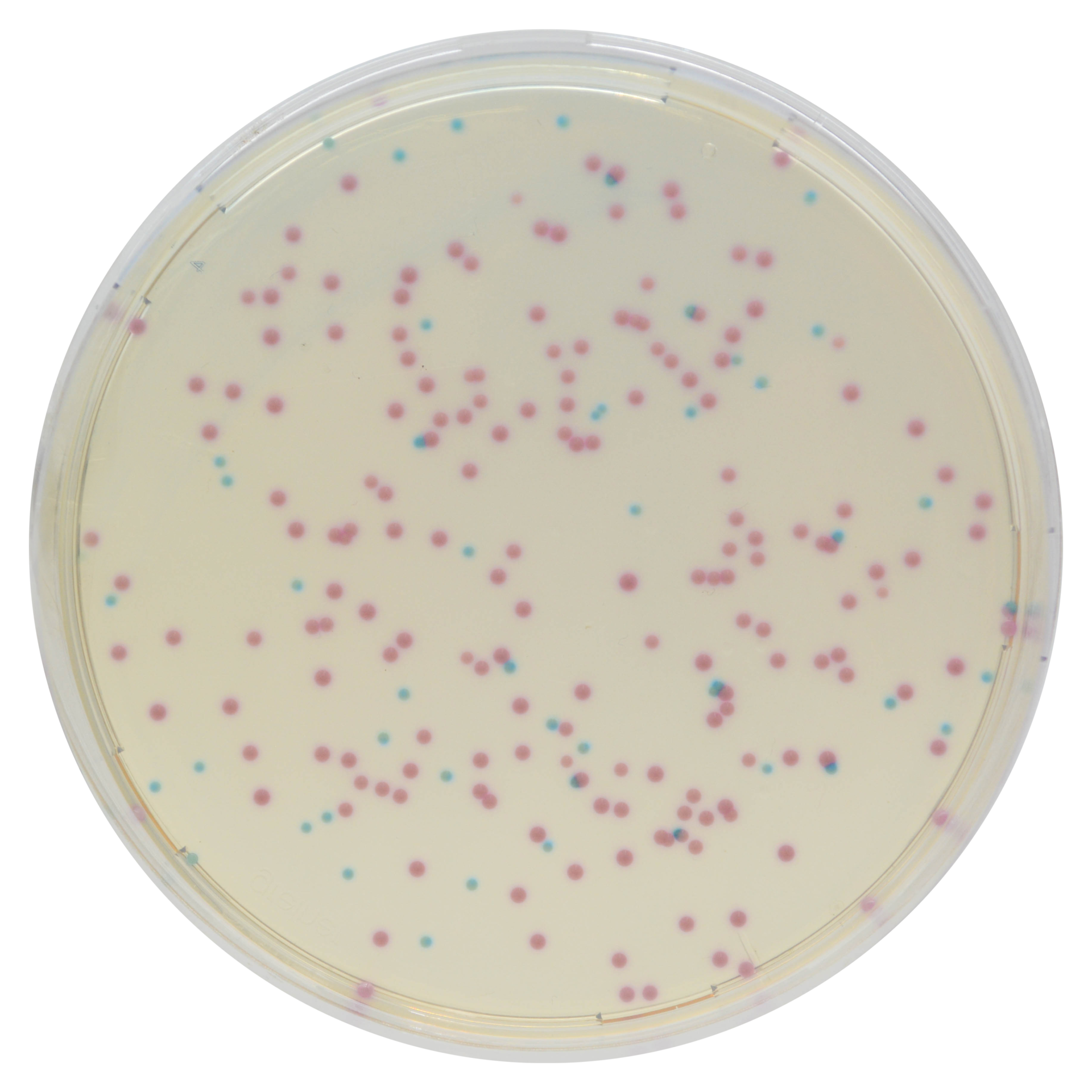 CHROMagar™ MRSA – Chromagar