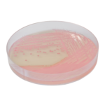 CHROMagar™ MRSA – Chromagar