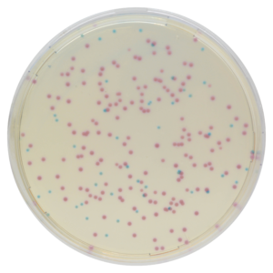 CHROMagar™ MRSA – Chromagar