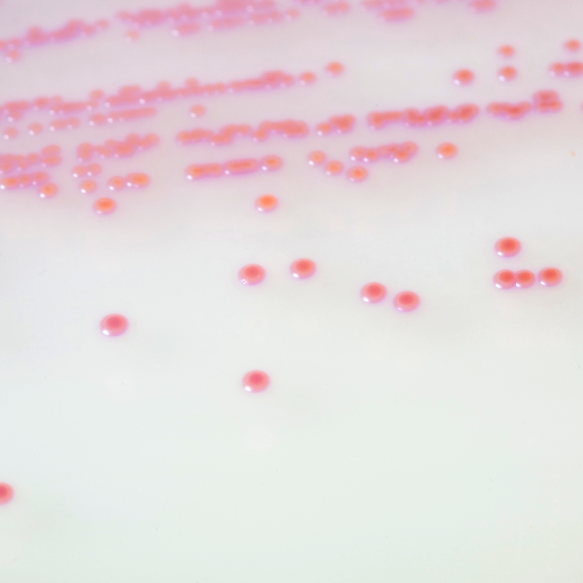 CHROMagar™ MRSA - Chromagar