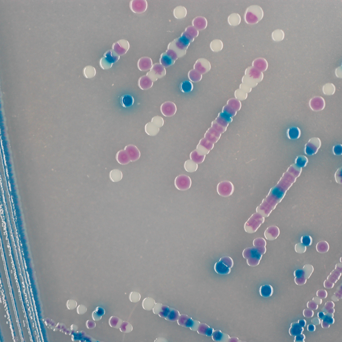 CHROMagar™ O157 - Chromagar