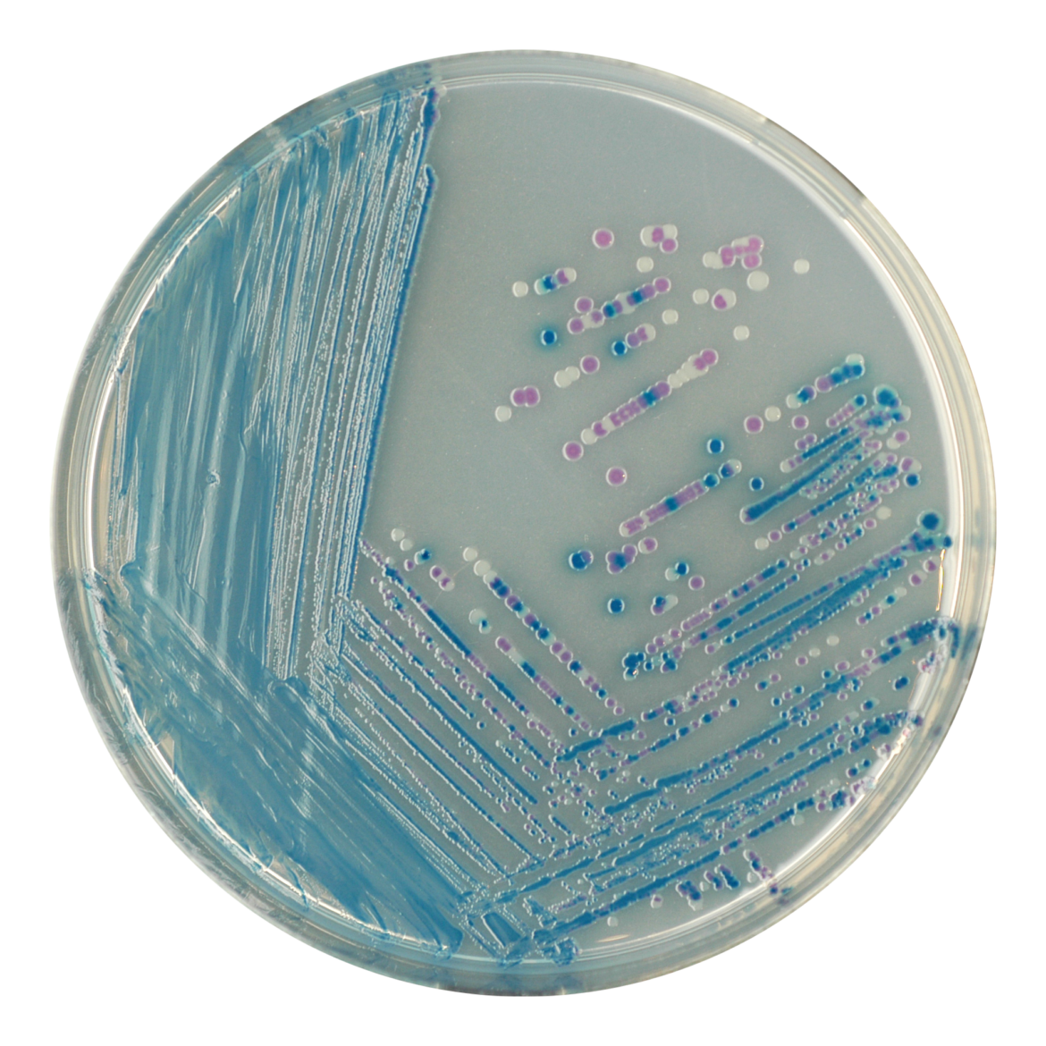 CHROMagar™ O157 - Chromagar