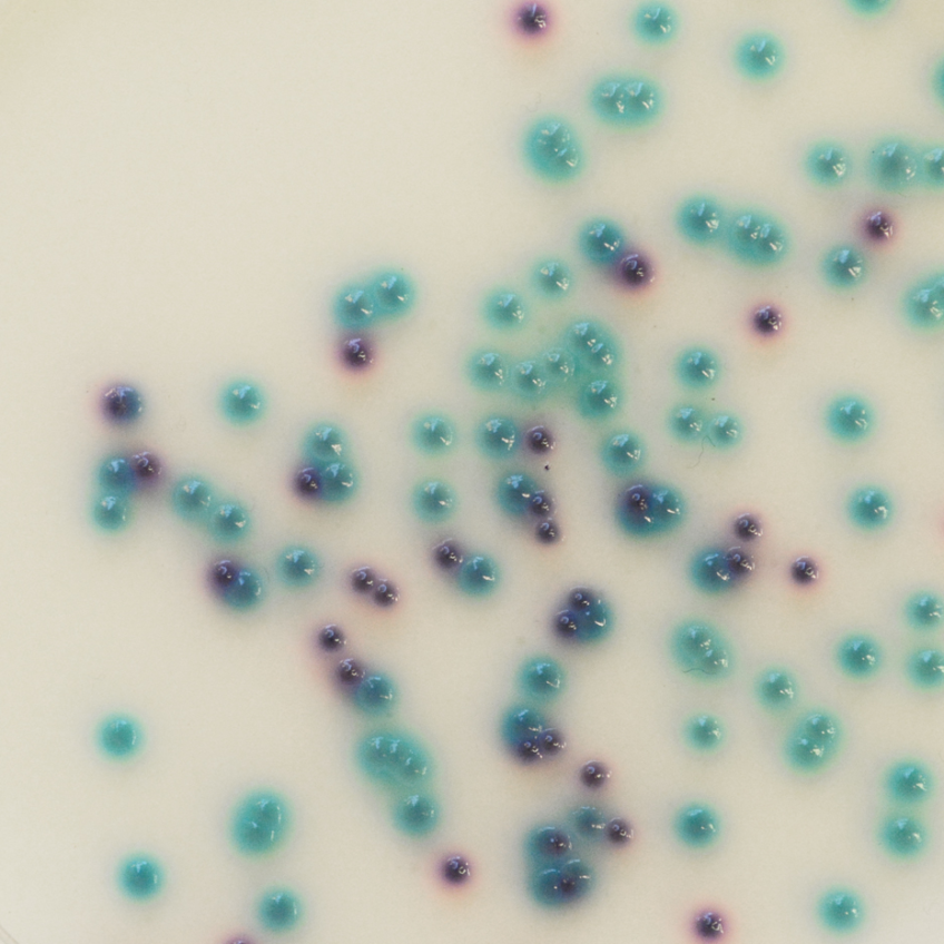 CHROMagar™ Pseudomonas - Chromagar