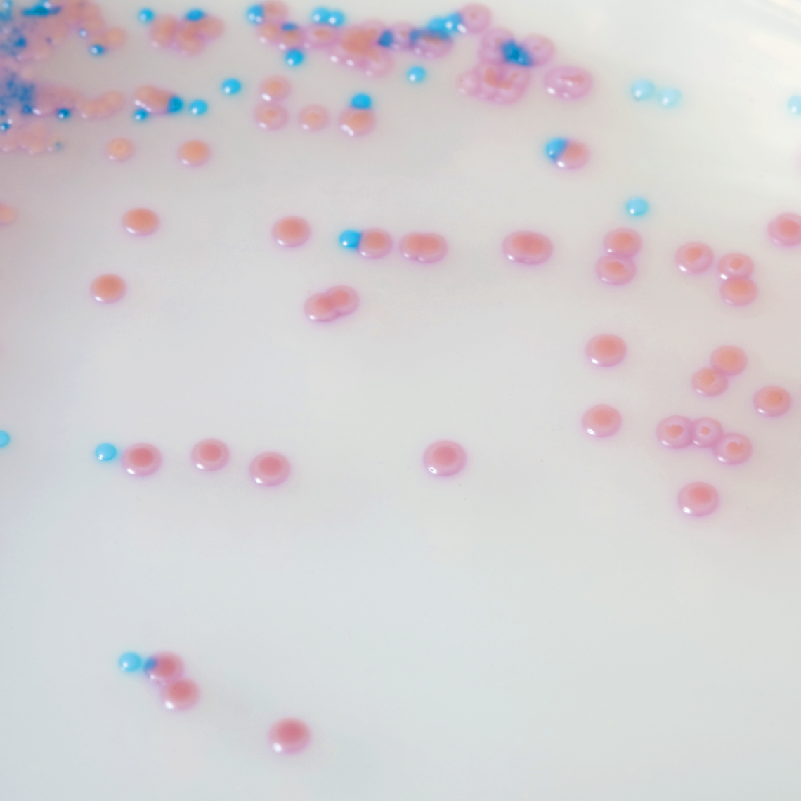 CHROMagar™ Staph aureus - Chromagar