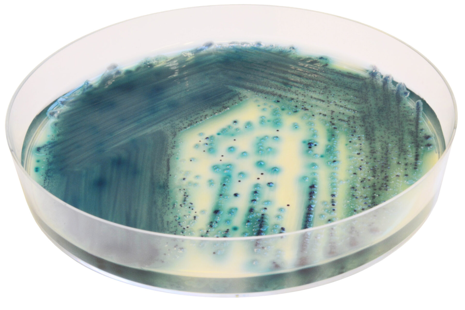 CHROMagar™ Pseudomonas – Chromagar