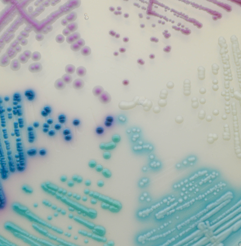 CHROMagar™ Candida Plus - Chromagar