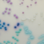 CHROMagar™ Candida Plus – Chromagar