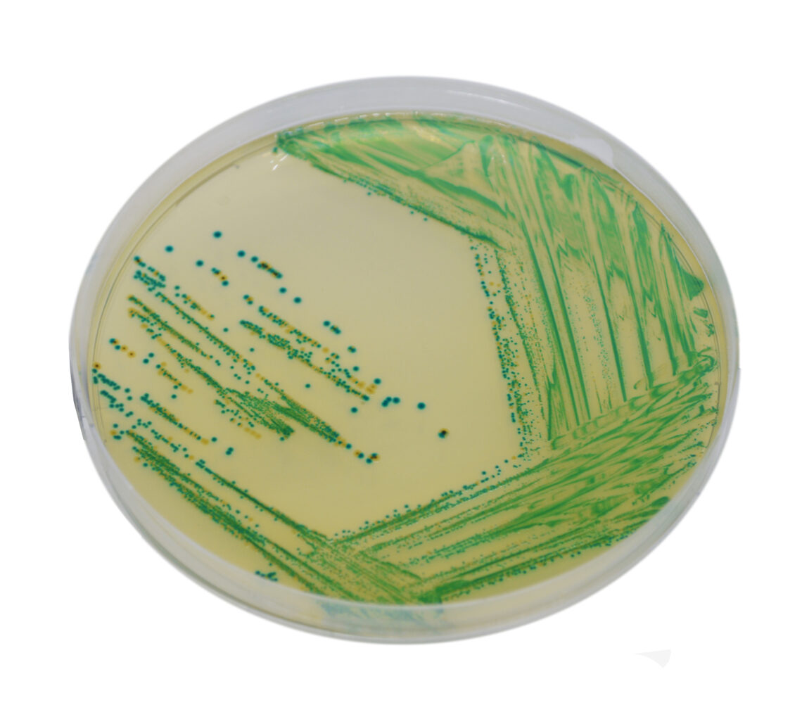 CHROMagar™ Cronobacter - Chromagar