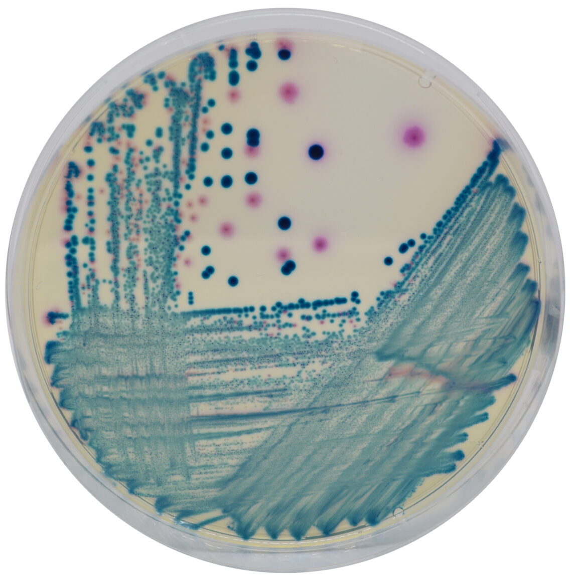 CHROMagar™ mSuperCARBA™ - Chromagar