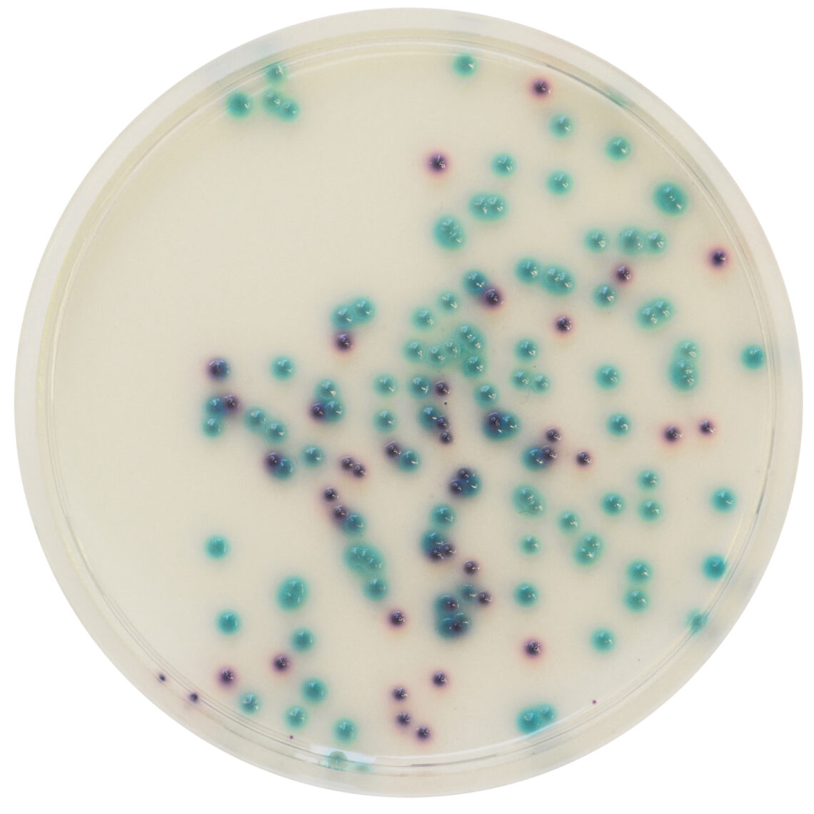 CHROMagar™ Pseudomonas – Chromagar