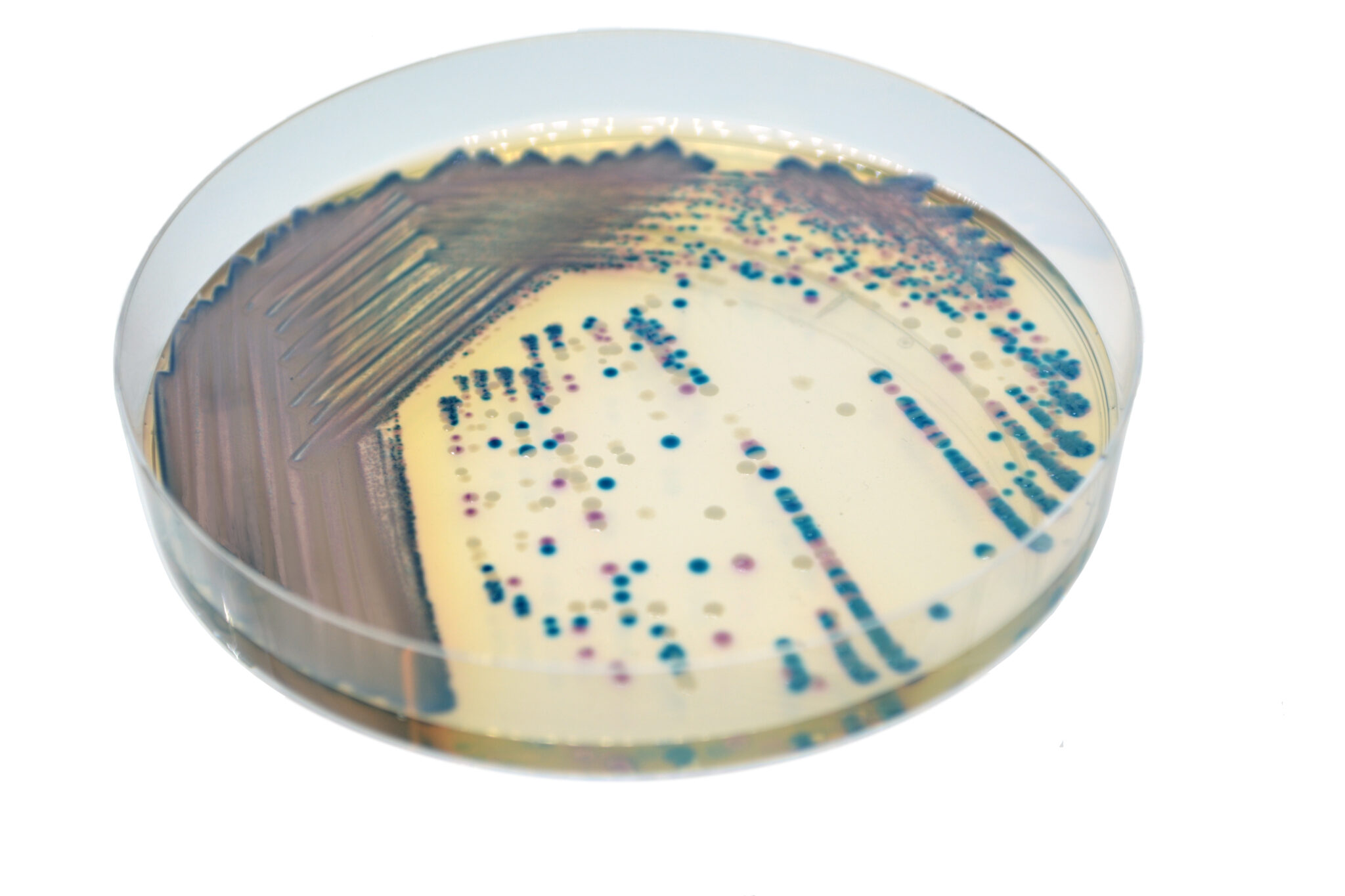 CHROMagar™ COL-APSE - Chromagar