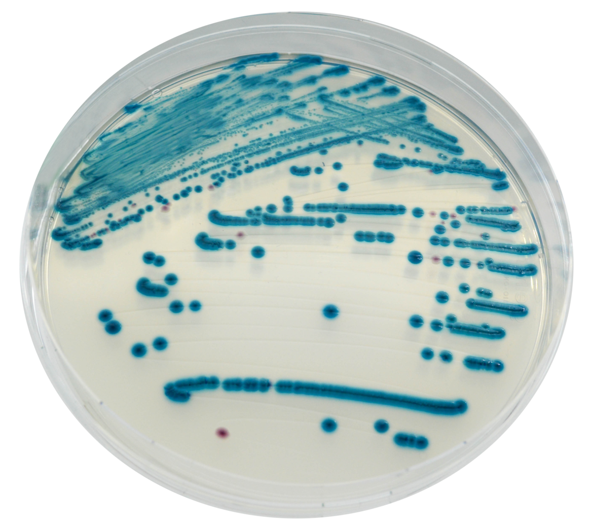 CHROMagar™ STEC - Chromagar
