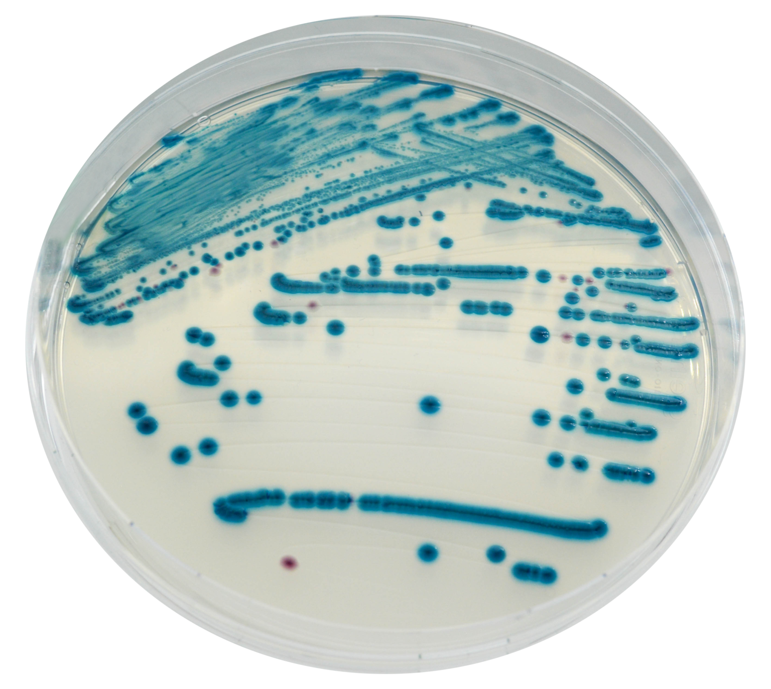CHROMagar™ STEC - Chromagar
