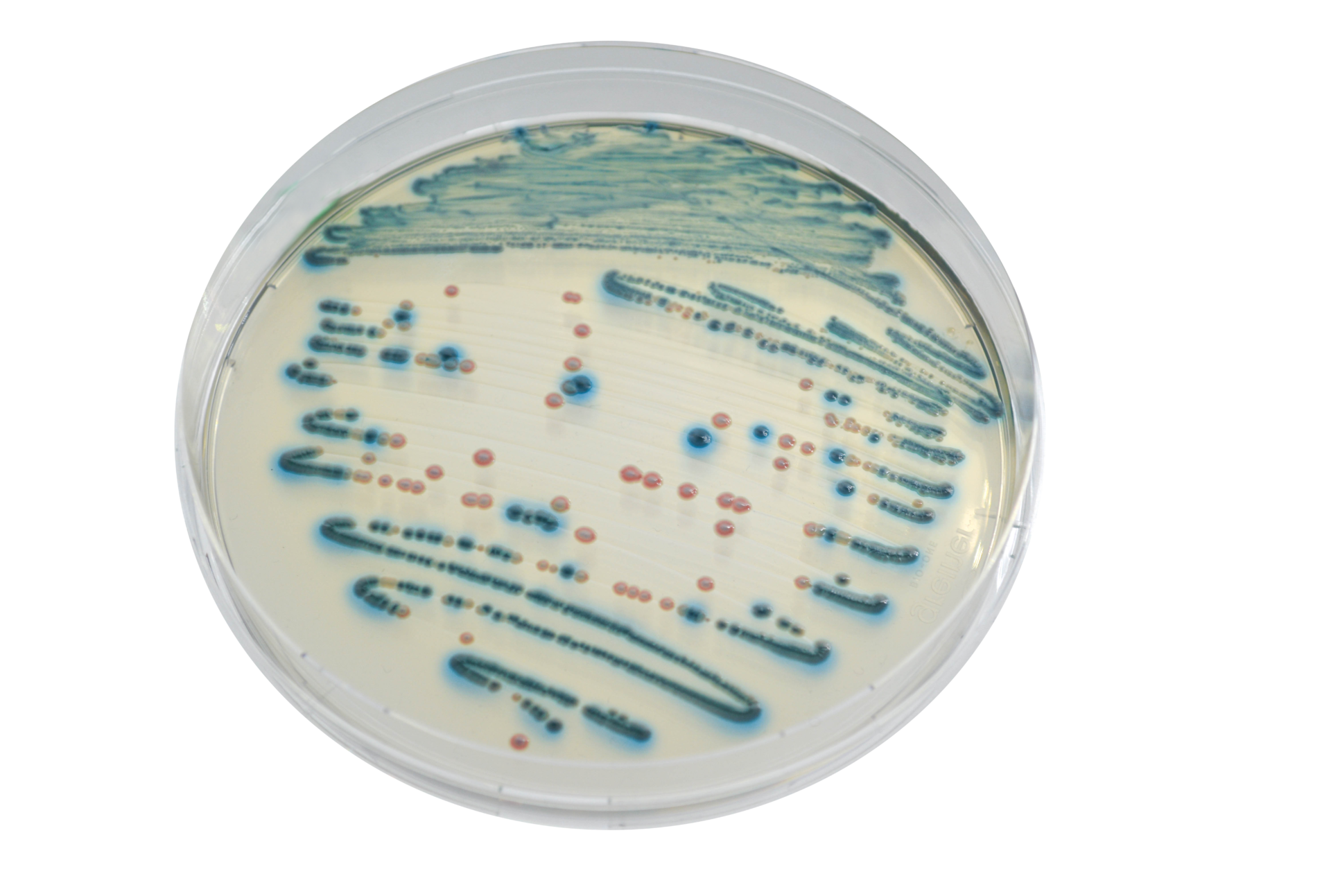 CHROMagar™ Enterobacteria - Chromagar