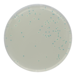 CHROMagar™ Listeria - Chromagar