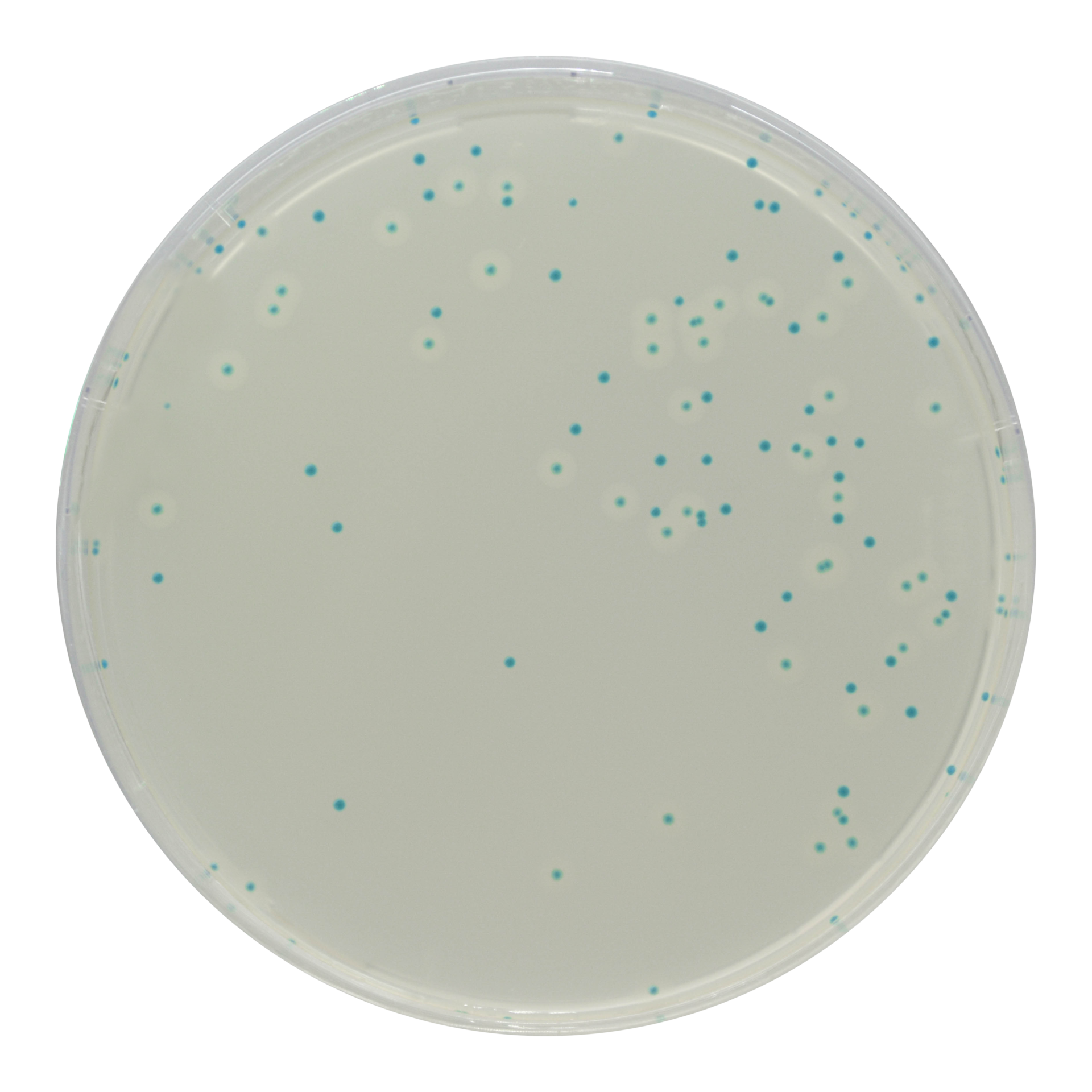 CHROMagar™ Listeria - Chromagar