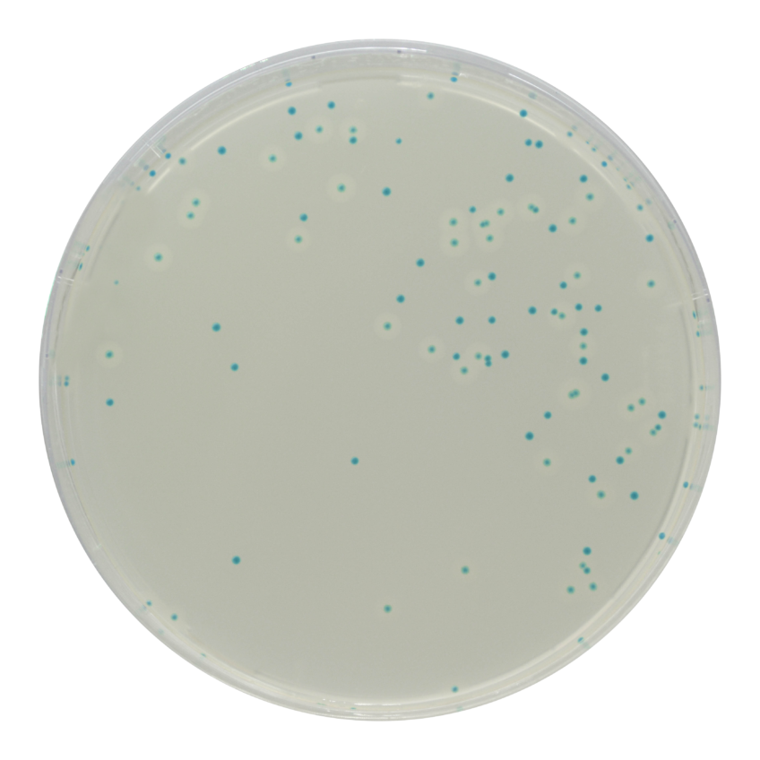 CHROMagar™ Listeria - Chromagar