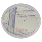 CHROMagar™ Staph aureus - Chromagar