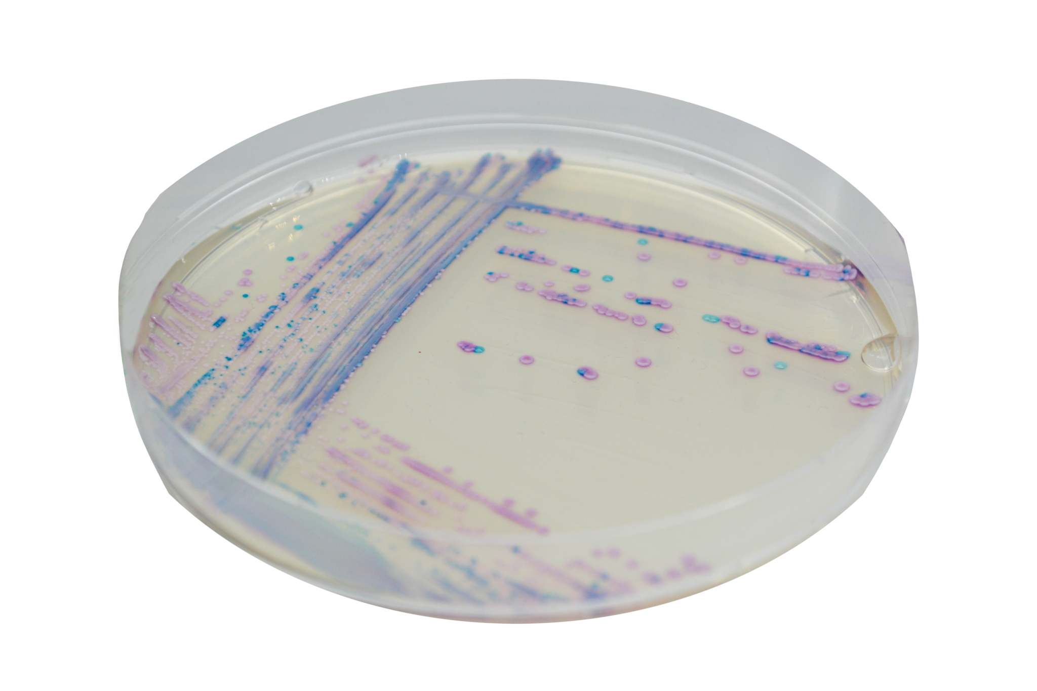 CHROMagar™ Staph aureus - Chromagar