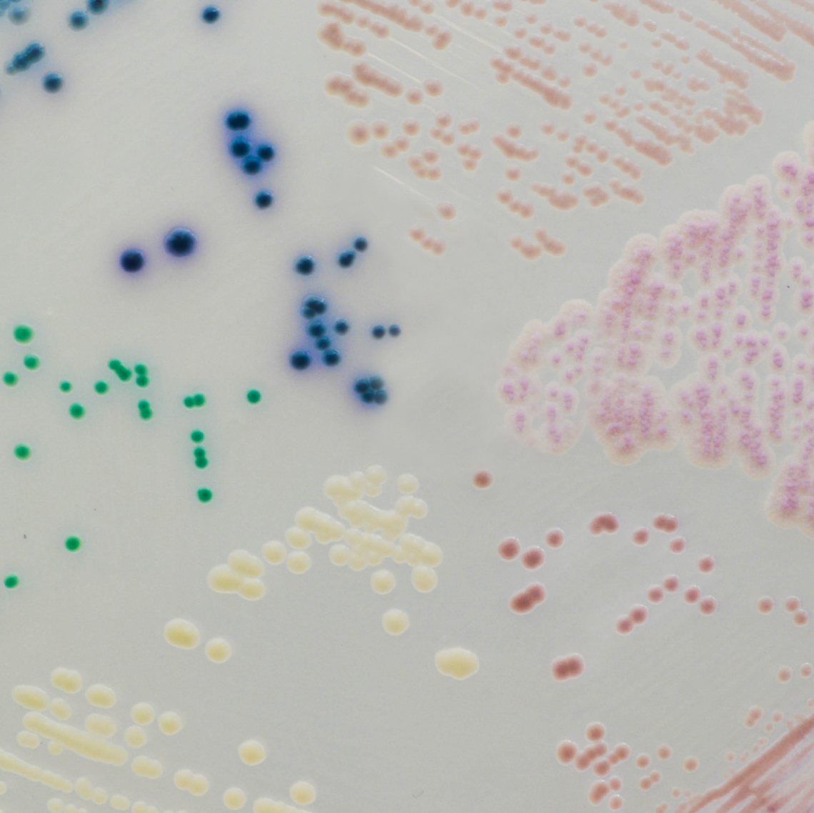 CHROMagar™ Candida - Chromagar