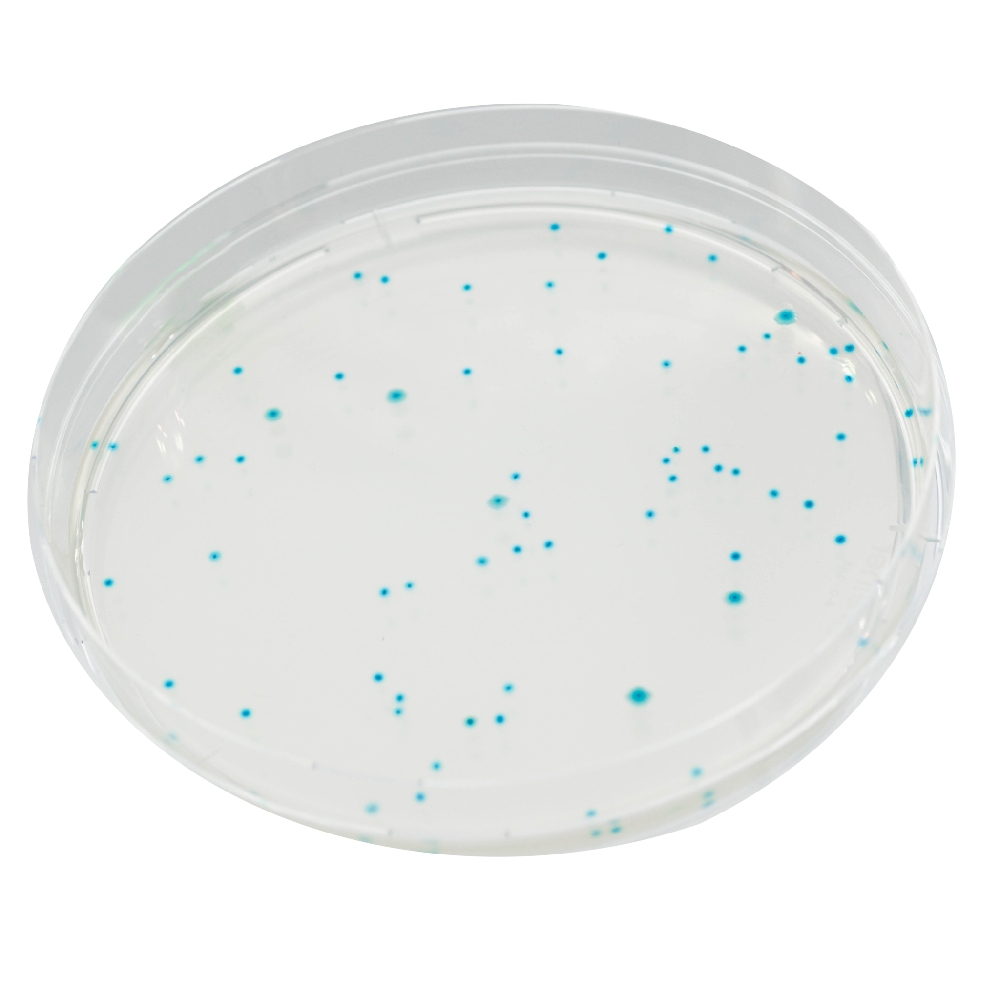 CHROMagar™ E.coli - Chromagar
