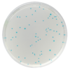 CHROMagar™ E.coli - Chromagar