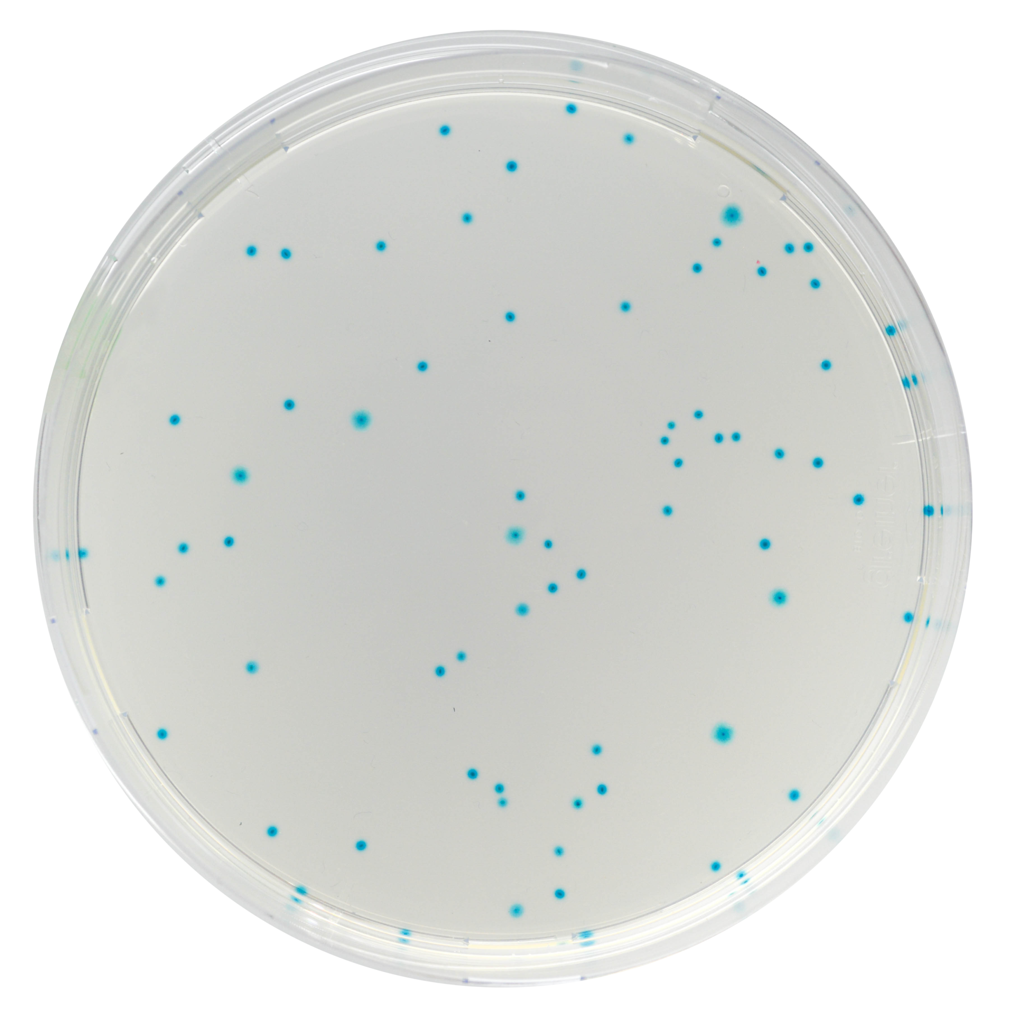 CHROMagar™ E.coli - Chromagar