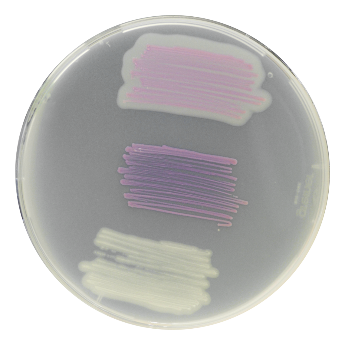 CHROMagar™ Identification Listeria - Chromagar
