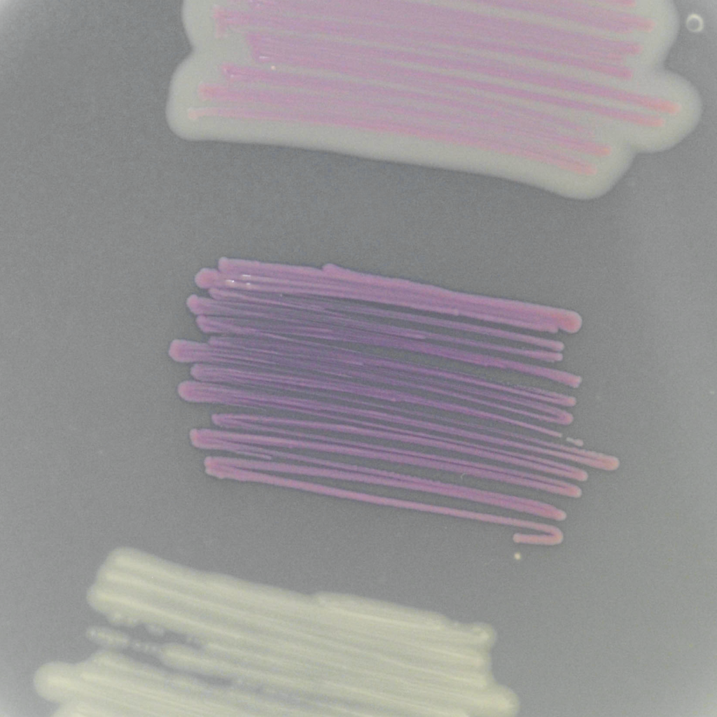 Produits - Page 2 sur 5 - Chromagar