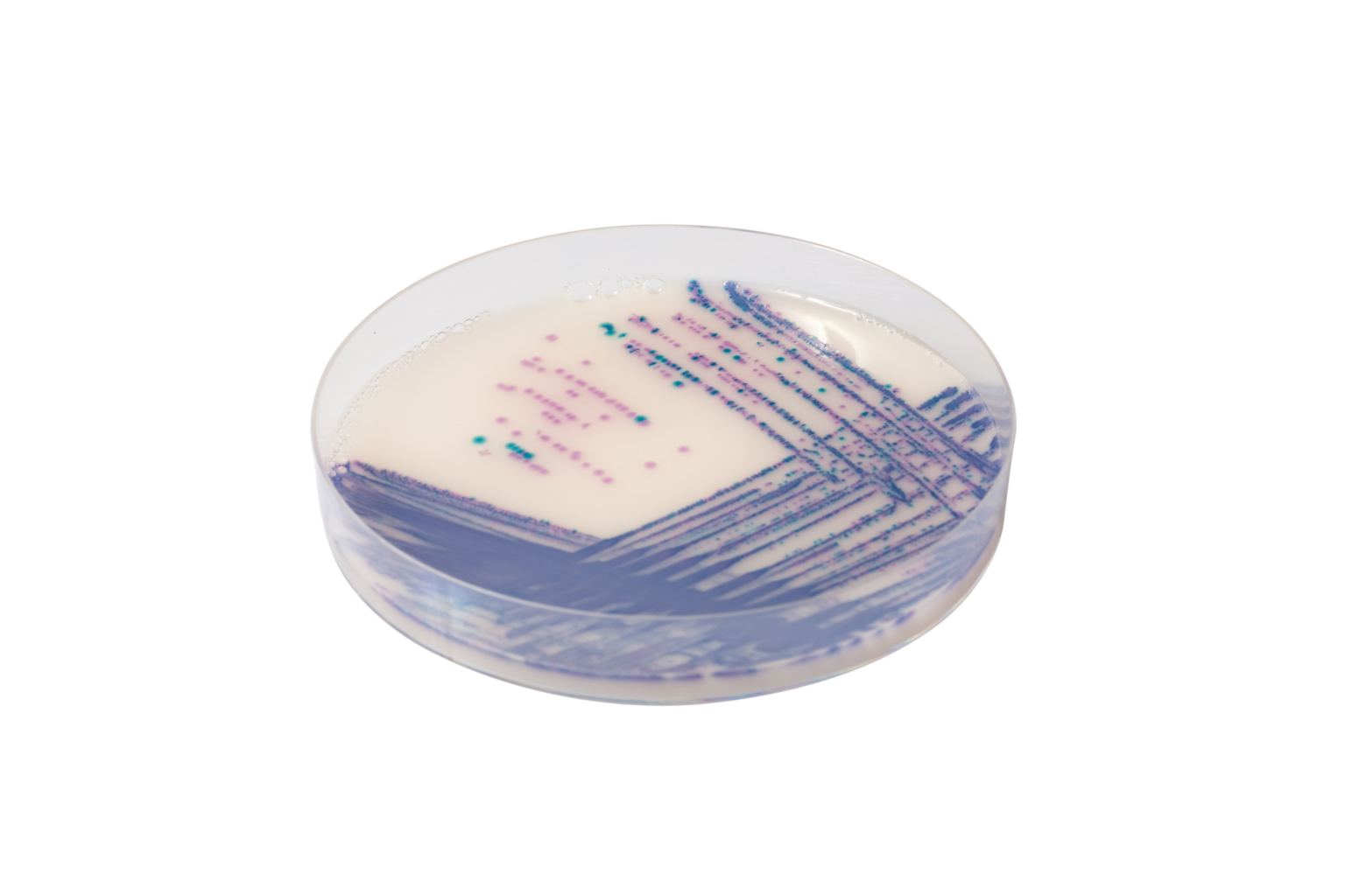 CHROMagar™ Salmonella Plus - Chromagar