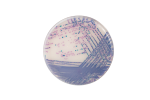 CHROMagar™ Salmonella Plus - Chromagar