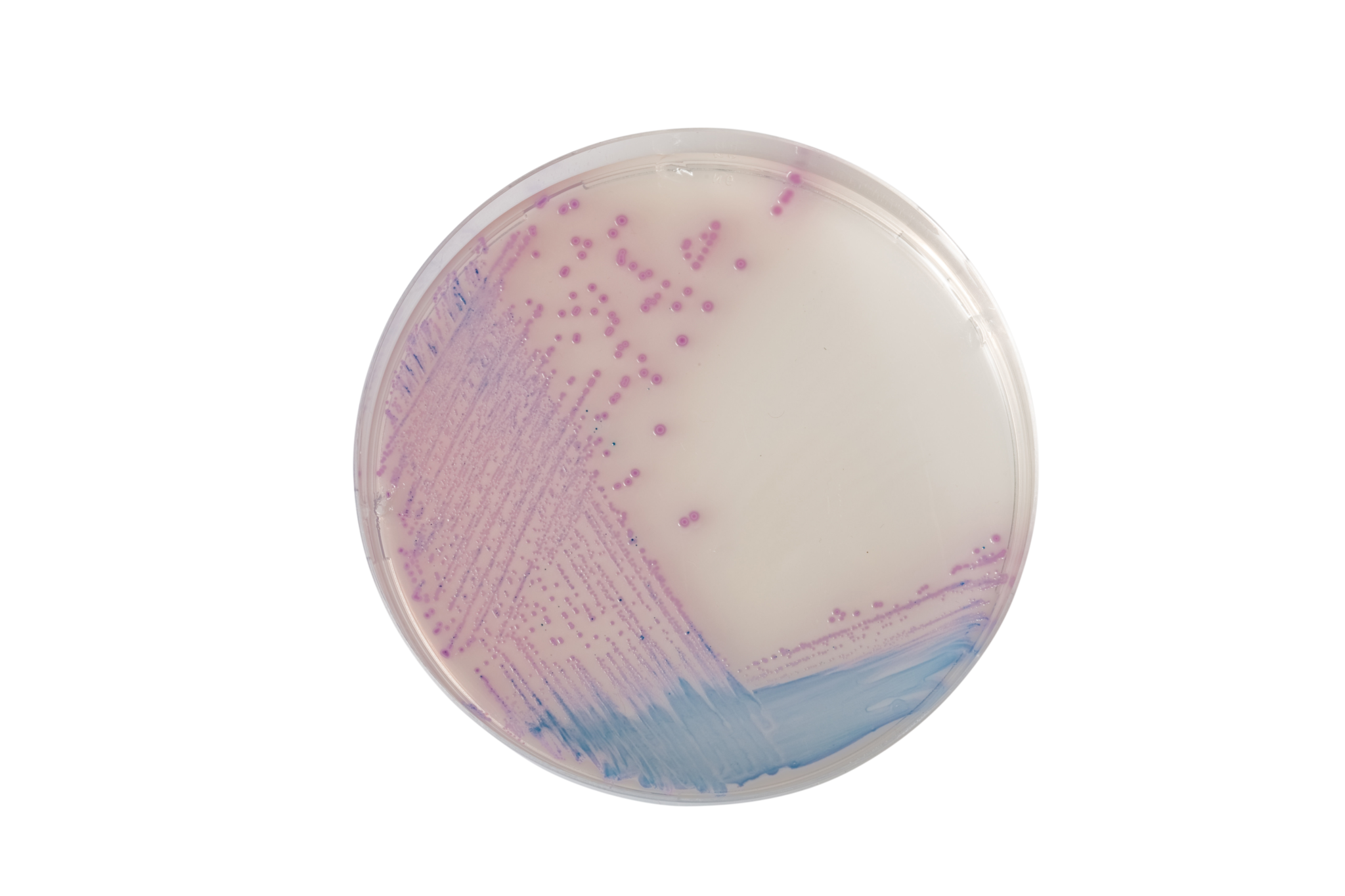 CHROMagar™ Salmonella - Chromagar